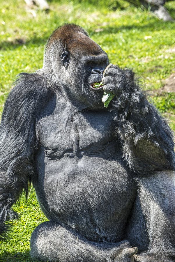 Silver back Gorilla stock image. Image of expressive - 76391105