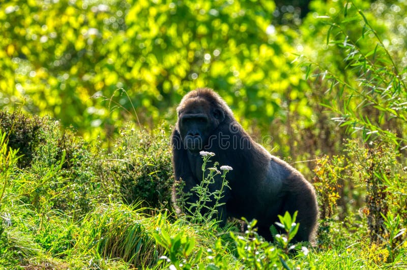 Silverback Gorilla Standing Stock Photos - Free & Royalty-Free Stock ...
