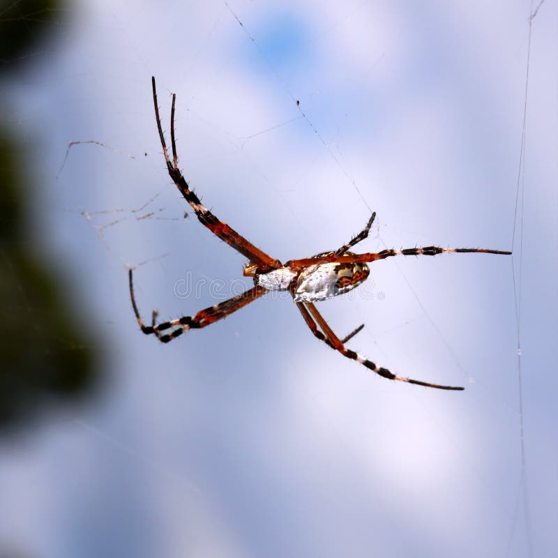 Silver-backed Argiope (Argiope Florida) Stock Photo - Image of ...