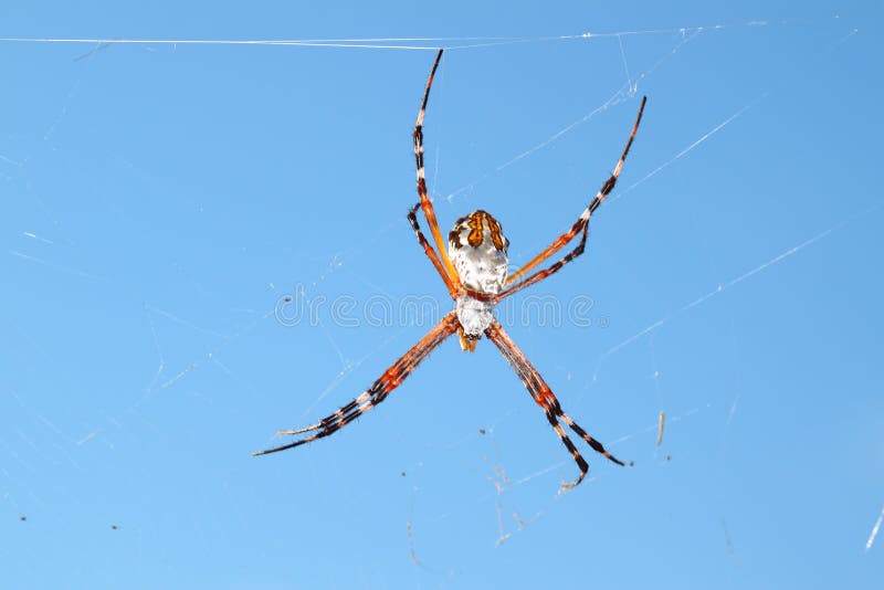 Silver-backed Argiope (Argiope Florida) Stock Image - Image of ...