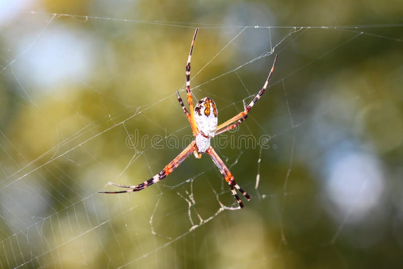 Silver-backed Argiope (Argiope Florida) Stock Image - Image of animal ...