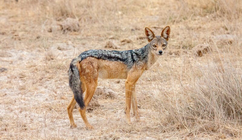 Silver-backed Jackal Canis Mesomelas Standing Alert Stock Image - Image ...