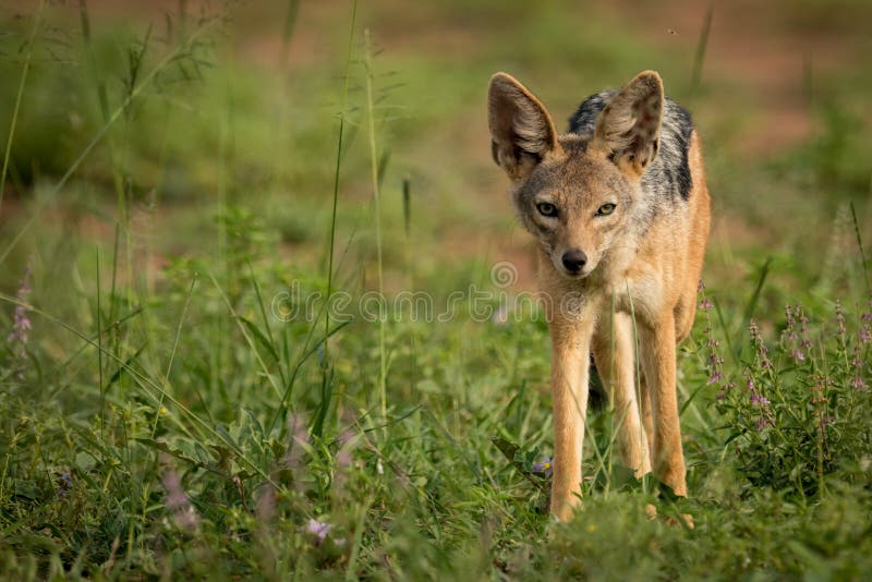 Silver-backed Jackal Standing in Patch of Grass Stock Image - Image of ...