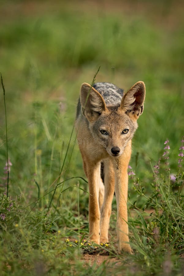 Silver-backed Jackal Stands among Flowers Facing Camera Stock Photo ...