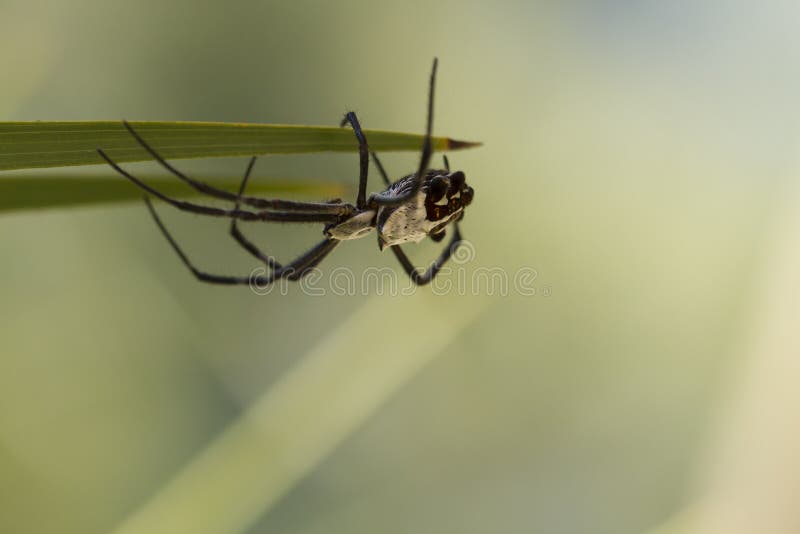 1,088 Silver Insects Stock Photos - Free & Royalty-Free Stock Photos ...