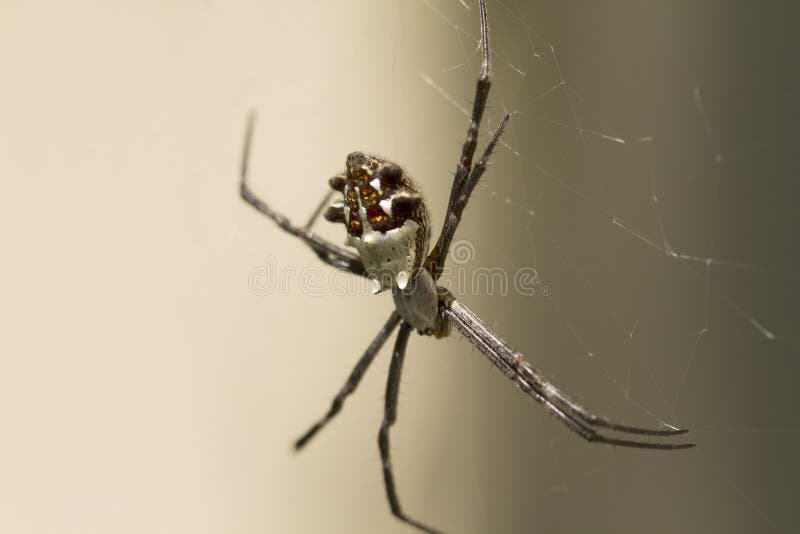 Silver Backed Spider Stock Photos - Free & Royalty-Free Stock Photos ...