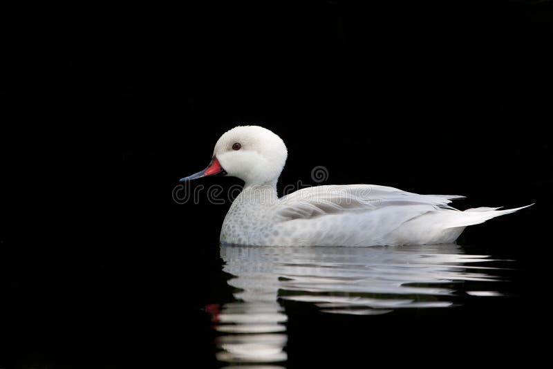 Bahama Pintail or Summer Duck Floating on Water Stock Image - Image of ...