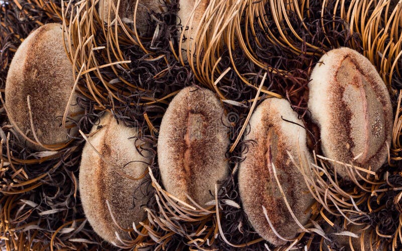 Silver Banksia Seeds stock photo. Image of nature, group - 33649322
