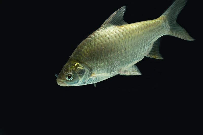 Silver barb on the dark stock image. Image of fish, environment - 59701139