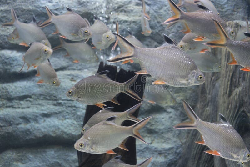 Silver Barb Fish in Aquarium. Stock Photo - Image of backdrop, asia ...