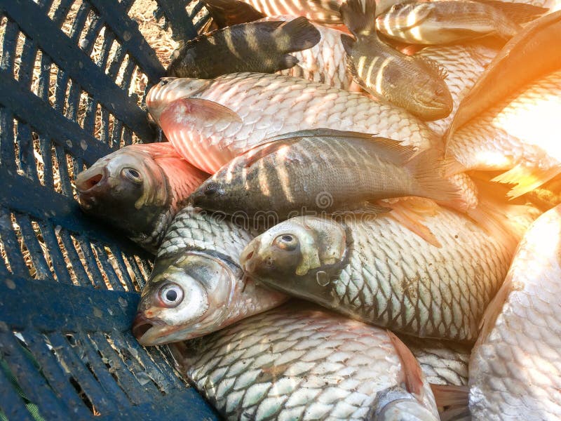 Silver barb fish stock image. Image of barb, food, fishing - 109377669