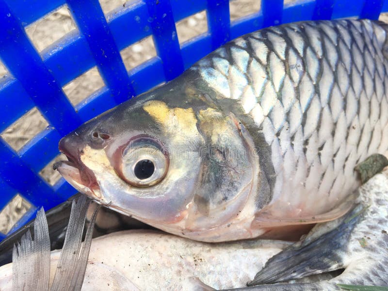 Silver barb fish stock image. Image of catch, fresh - 120081203