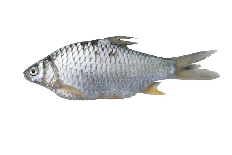 School of silver fish stock photo. Image of melting, togetherness ...