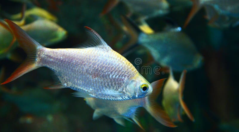 Silver barb fish stock image. Image of asia, silver, sport - 56960777