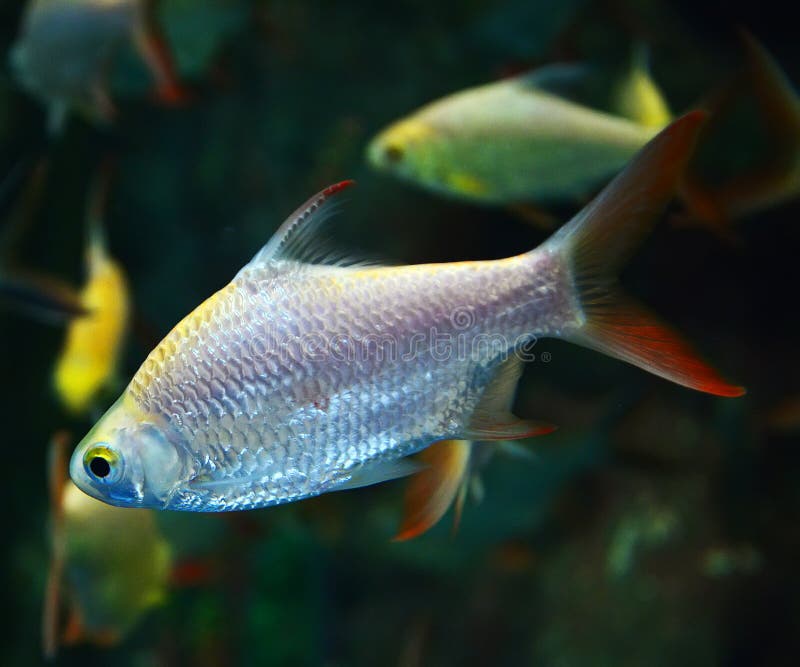 627 Silver Barb Fish Stock Photos - Free & Royalty-Free Stock Photos ...