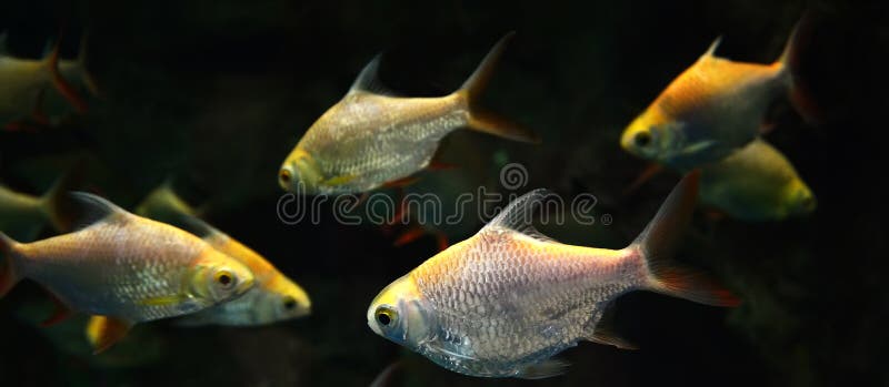 Silver barb fish stock photo. Image of clipping, isolated - 56960790