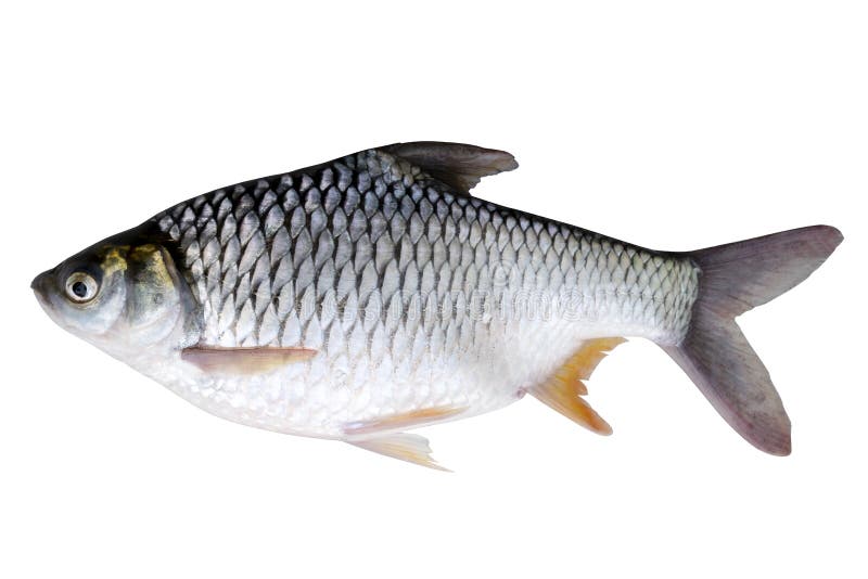 Silver Barb or Java Barb. stock photo. Image of java - 201134814