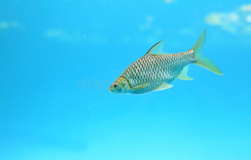Fish in aquarium tank stock image. Image of aquarium - 177287423