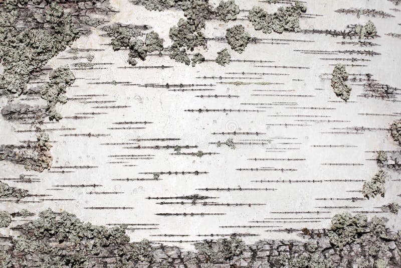 Bark of birch stock photo. Image of textured, bark, park - 8510730