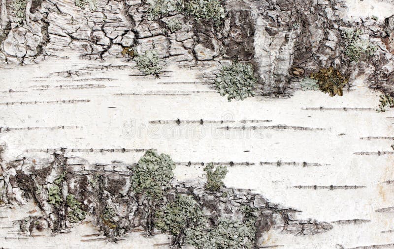 Silver bark texture stock image. Image of close, macro - 60619795