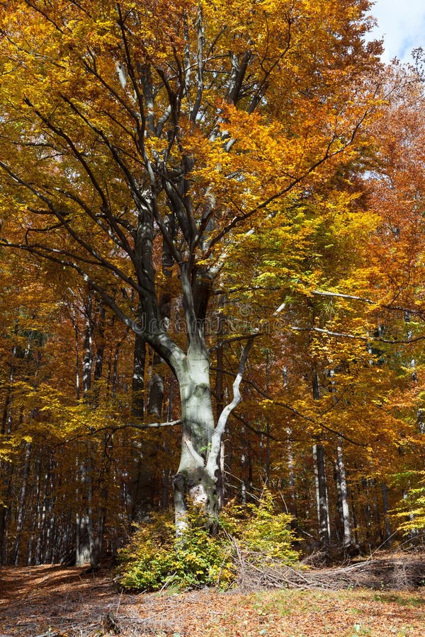 Silver beech tree stock photo. Image of morning, bright - 44668732
