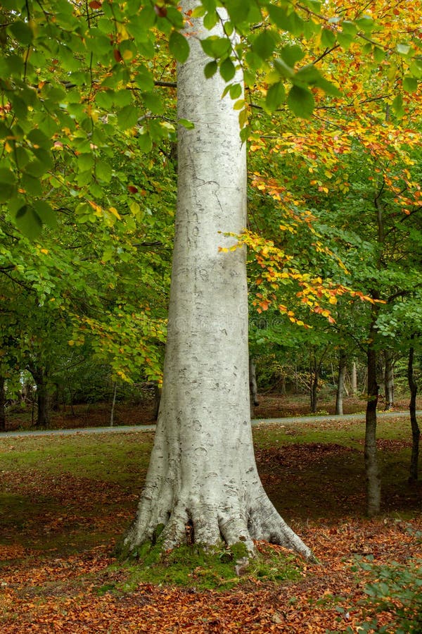 Silver Beech Tree Trunk Rising into a Colourful Woodland Canopy Stock ...