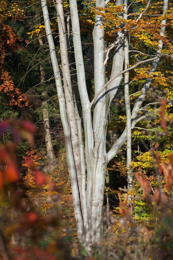 Silver beech tree stock photo. Image of field, beech - 45038982