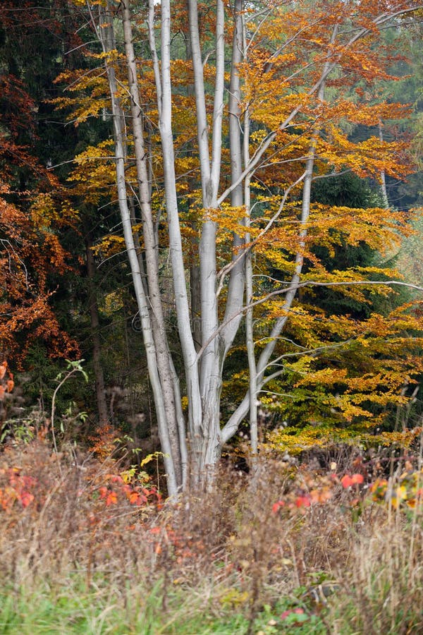Silver beech tree stock photo. Image of forest, leaf - 45038150