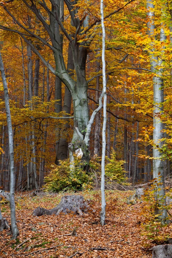 Silver beech tree stock photo. Image of forest, autumn - 45037812