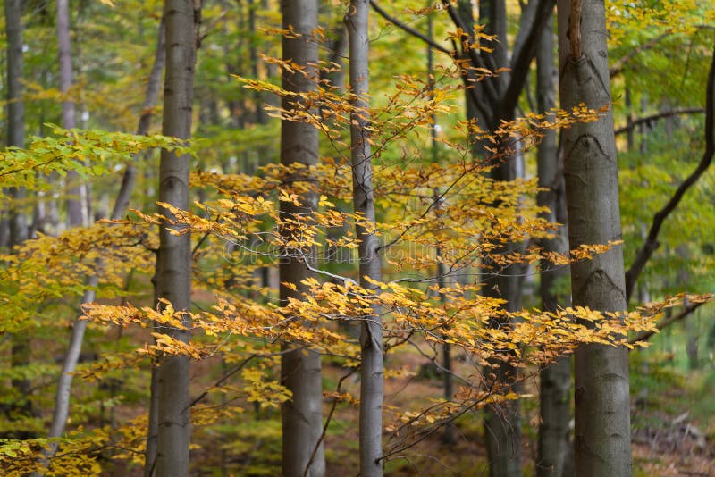Silver beech tree stock image. Image of branch, nature - 44667965