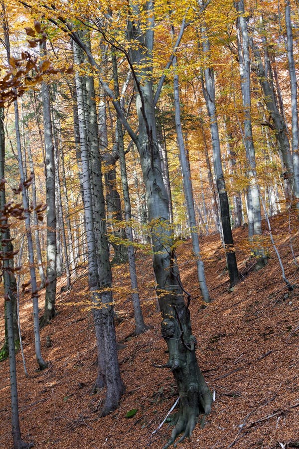 Silver-beech tree stock image. Image of landscaped, park - 43484513