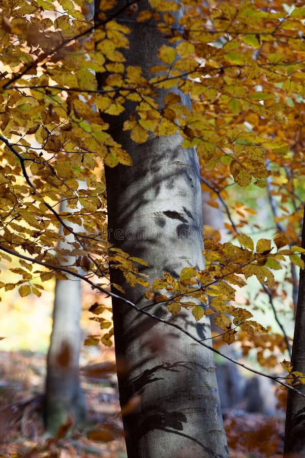 Silver-beech tree stock image. Image of landscaped, calendar - 43484547