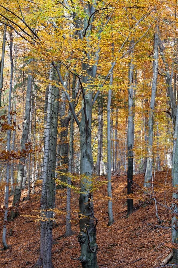 Silver beech tree stock photo. Image of forest, autumn - 45037812