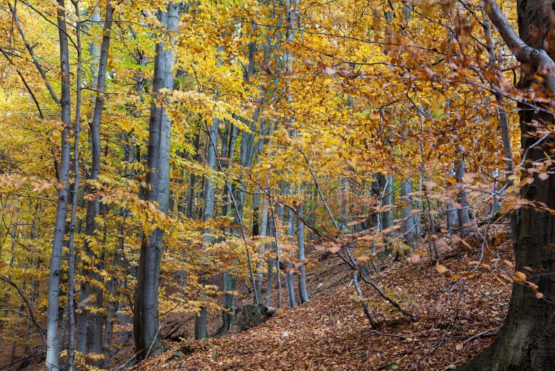 Silver-beech tree trunks stock image. Image of field - 43709197