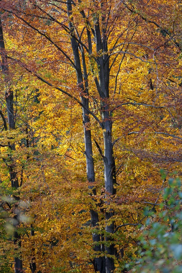 Silver-beech tree trunks stock image. Image of field - 43709429