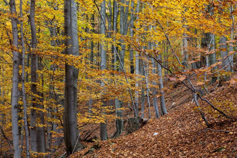 110 Silver Beech Tree Trunks Stock Photos - Free & Royalty-Free Stock ...