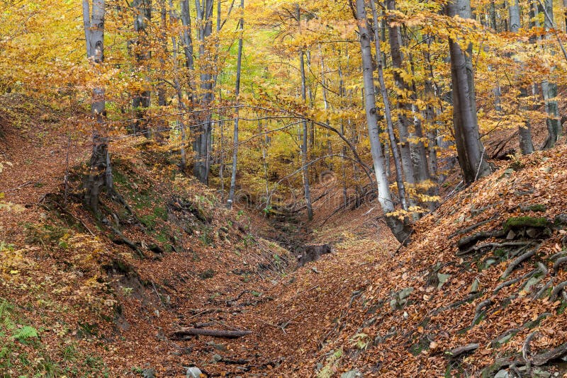 Silver-beech tree trunks stock image. Image of morning - 43709553