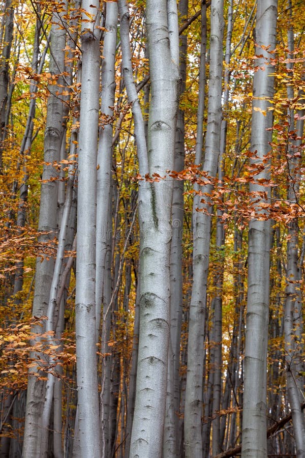 Silver-beech tree stock photo. Image of nature, beauty - 44098254