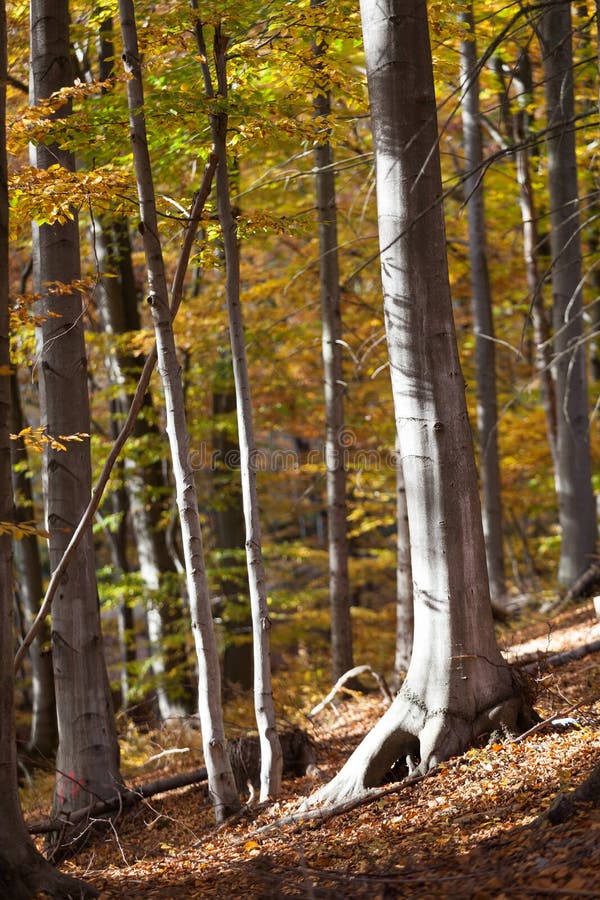 Silver-beech tree stock image. Image of color, shadow - 44098397