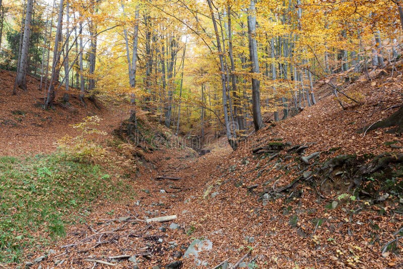 Silver-beech tree stock image. Image of season, golden - 44098447