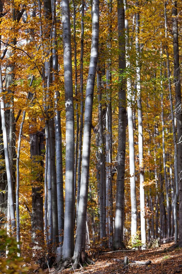 Silver-beech tree stock photo. Image of fresh, branch - 44098790