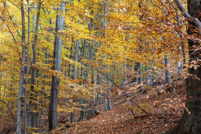Silver-beech tree stock photo. Image of scenics, morning - 44098928