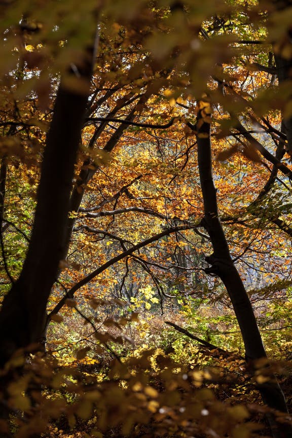 Silver-beech tree stock image. Image of picturesque, park - 44099033