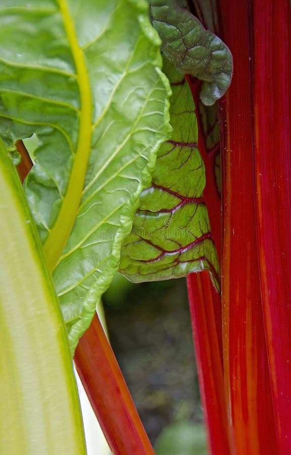 Silver Beet stock photo. Image of grow, vegetable, silver - 13153000