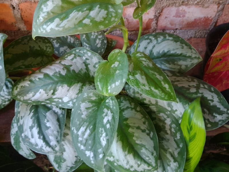 Silver Betel is a Climbing Plant Stock Photo - Image of plant, betel ...
