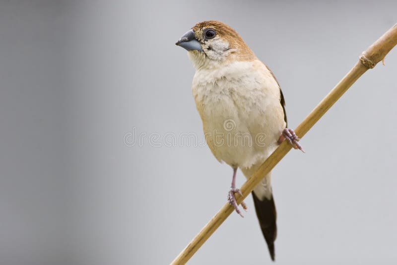 Silver Bill stock image. Image of solo, wing, wild, pose - 22078551