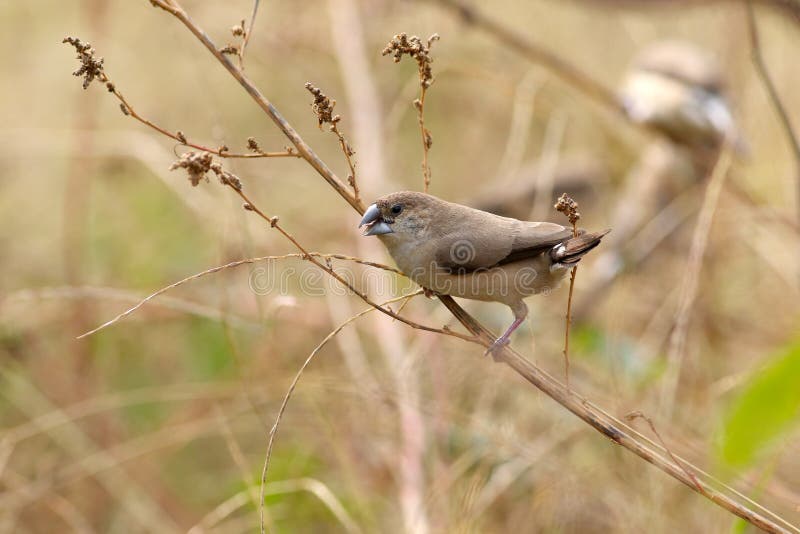 Silver-bill stock image. Image of nature, beautiful - 133064753