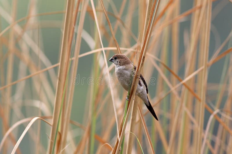 Silver-bill stock photo. Image of branch, beak, species - 133064768