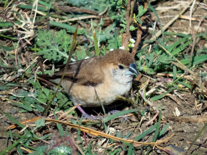 Silver Bill Bird on Ground. Stock Photo - Image of bird, moina: 206028712