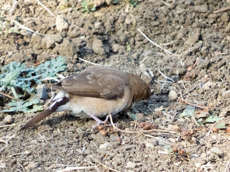 Silver Bill Bird Pecking at Ground, Feeding on Grains. Stock Photo ...